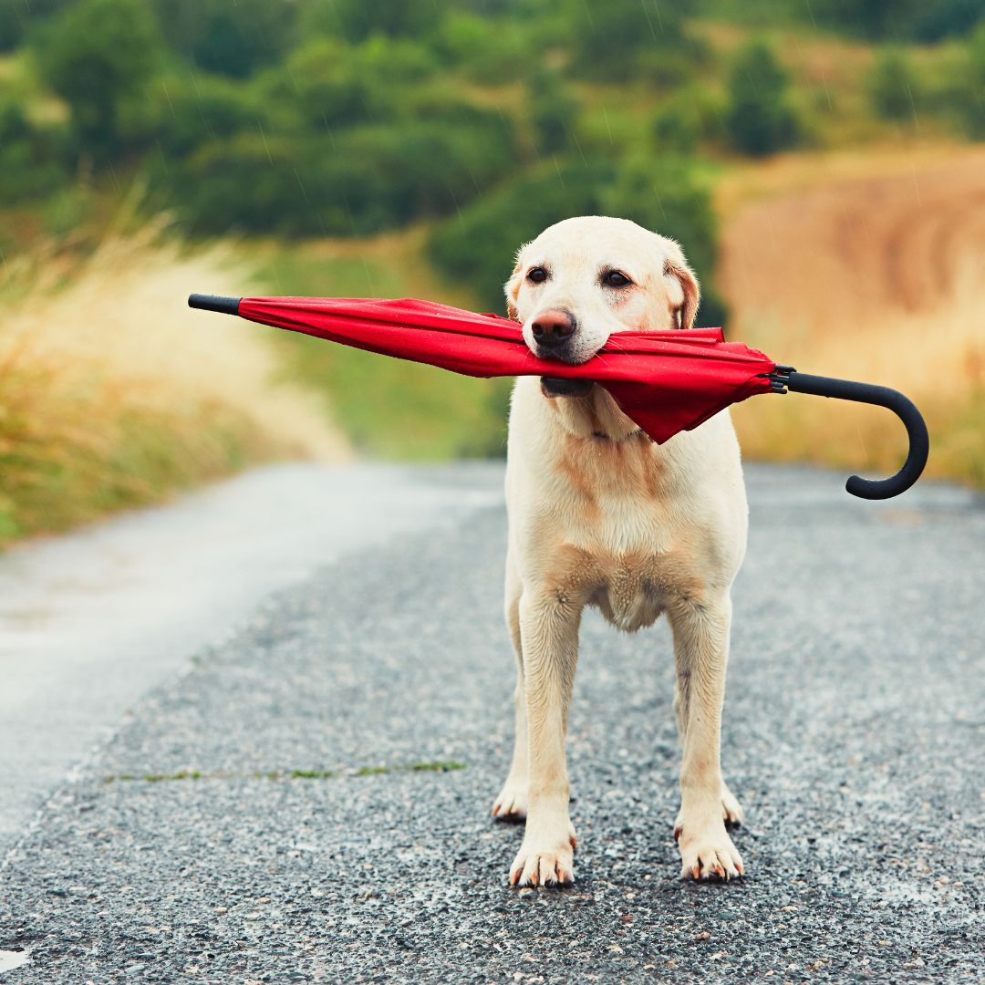 Embracing the Rain: Benefits of Walking Your Dog in the Rain – GROOMY