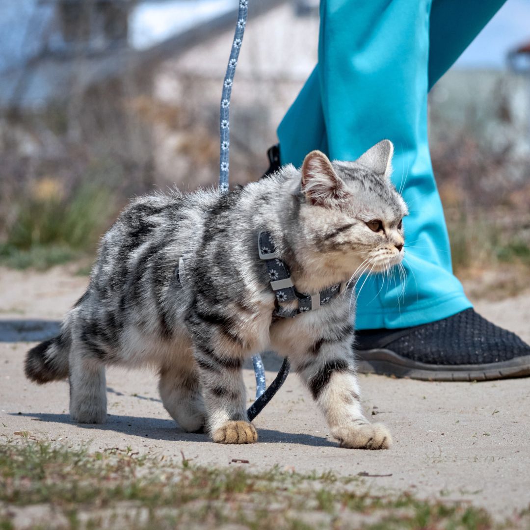 The Best Ways to Exercise Your Cat: Engaging Play for Your Feline ...